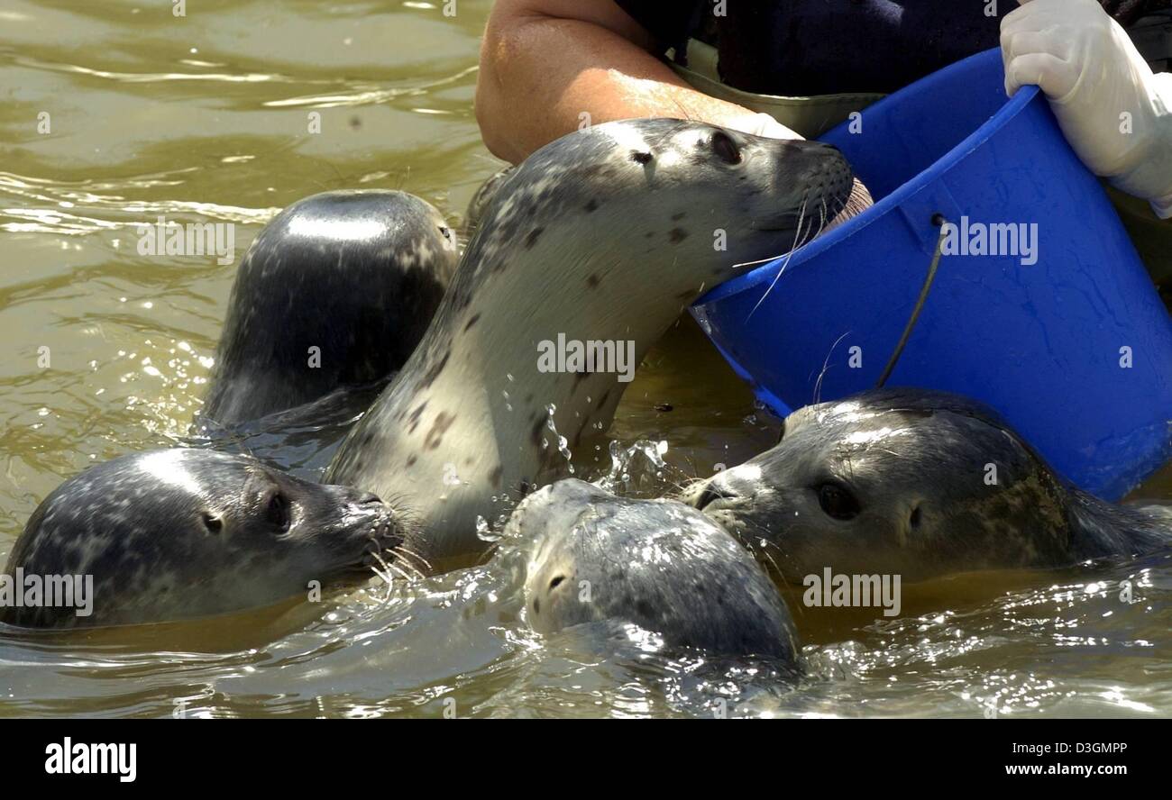(dpa) - A group of curious and hungry seals gather around a blue bucket ...