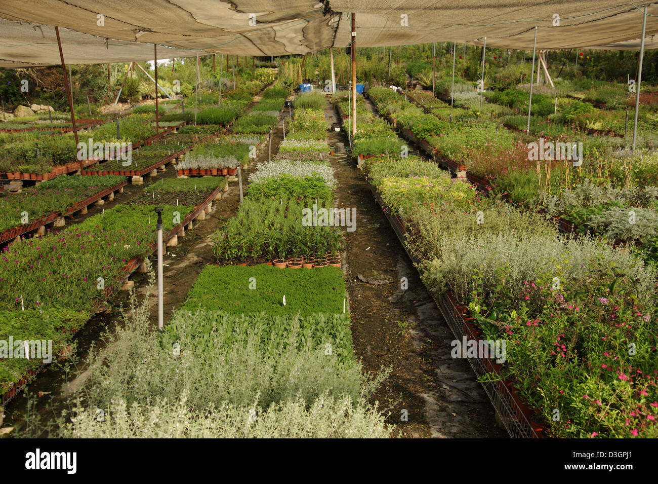 Study of vegetation hi-res stock photography and images - Alamy