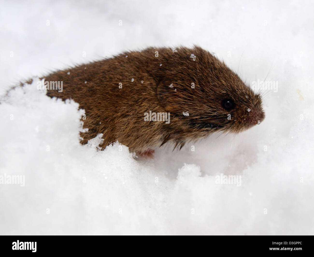 Field mouse burrow hi-res stock photography and images - Alamy