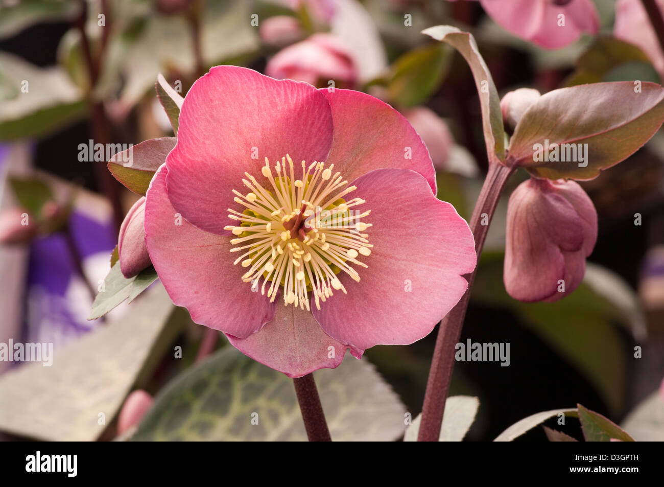 Helleborus Pennys Pink Hellebore Stock Photo - Alamy