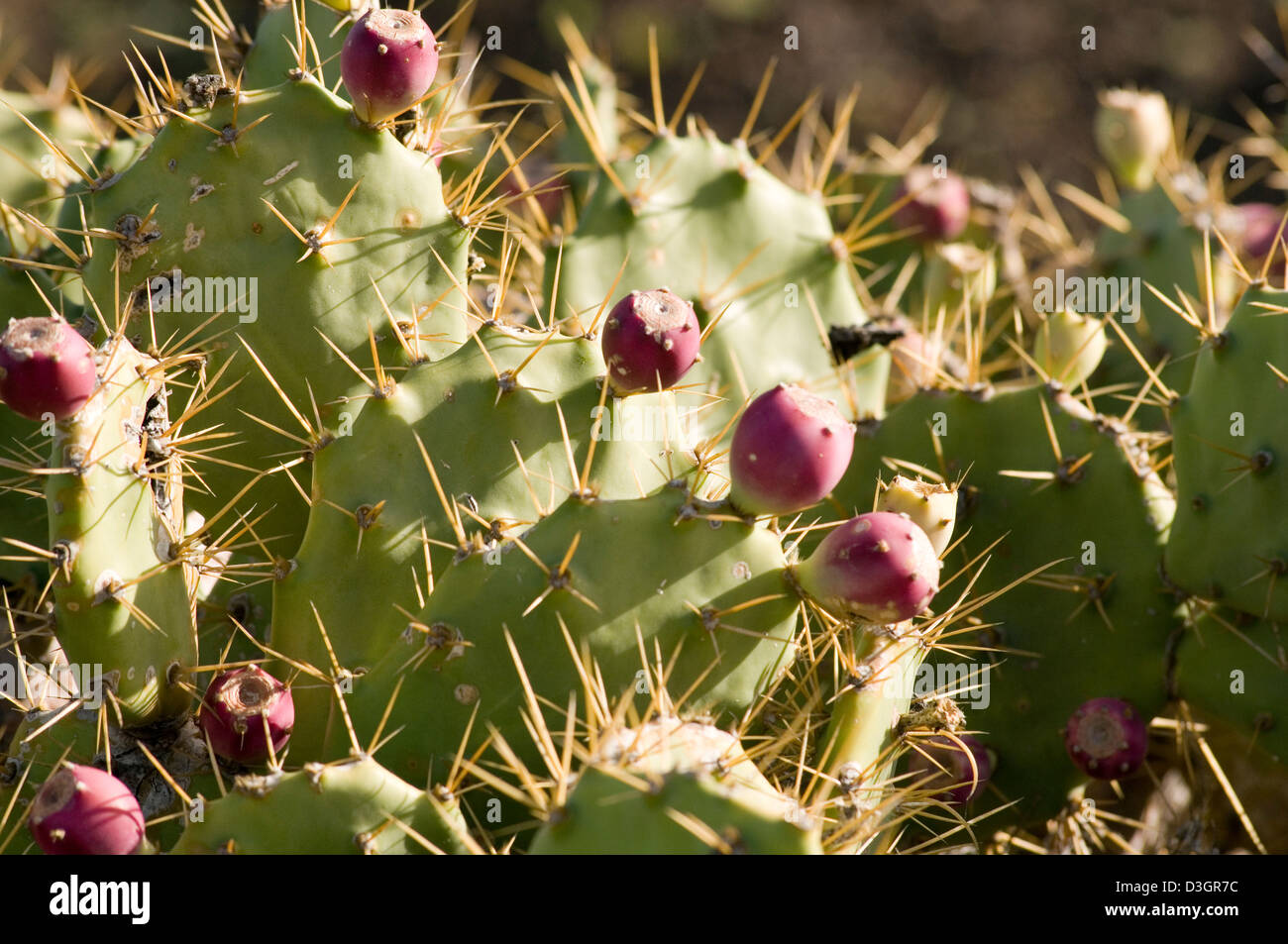 cactus spikes spines prickly pear pears sharp spikes cacti desert plant ...