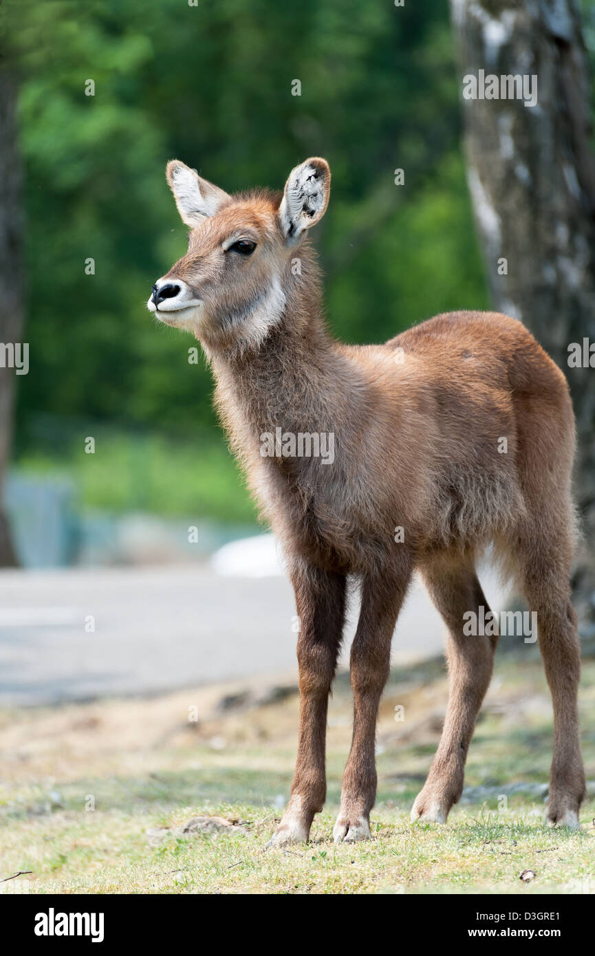 Fawn head hi-res stock photography and images - Alamy