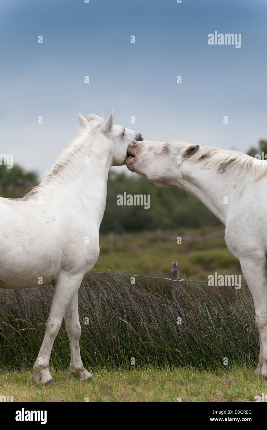 Horse kiss hi-res stock photography and images - Alamy