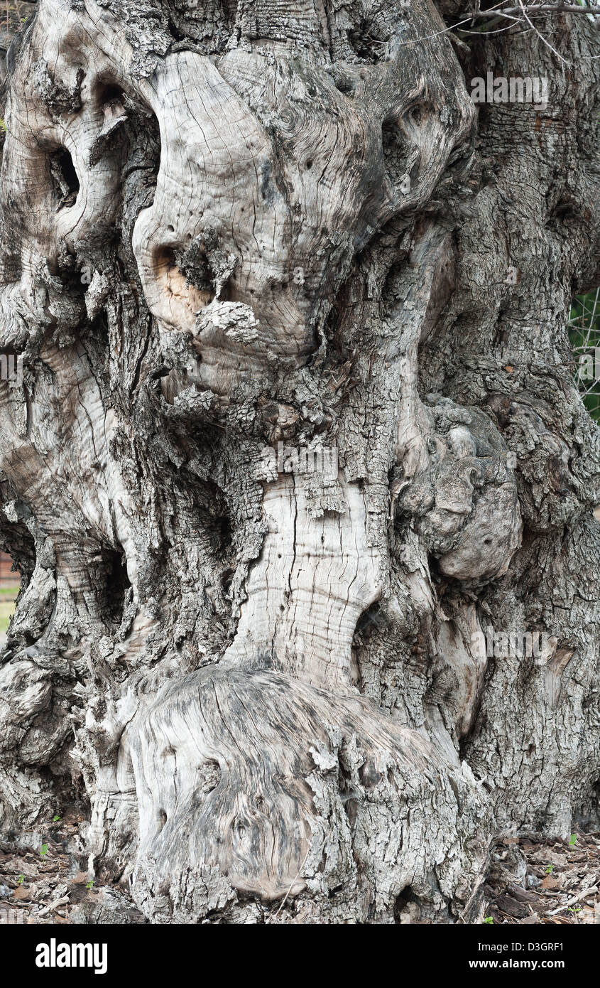Olive trunk hi-res stock photography and images - Alamy