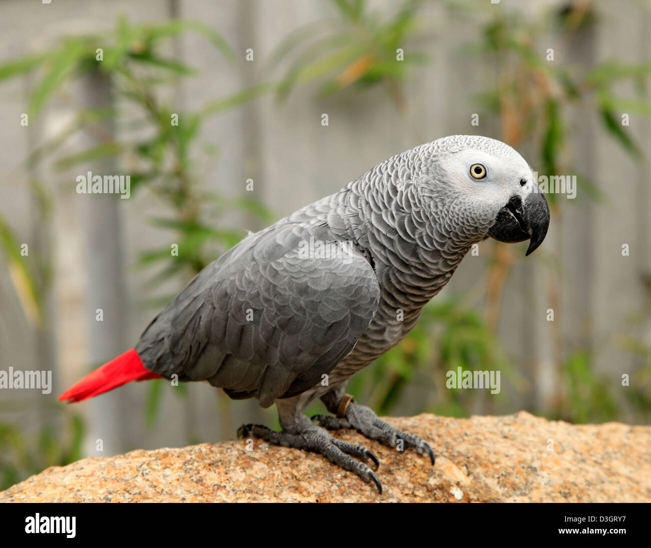 China bird hi-res stock photography and images - Alamy