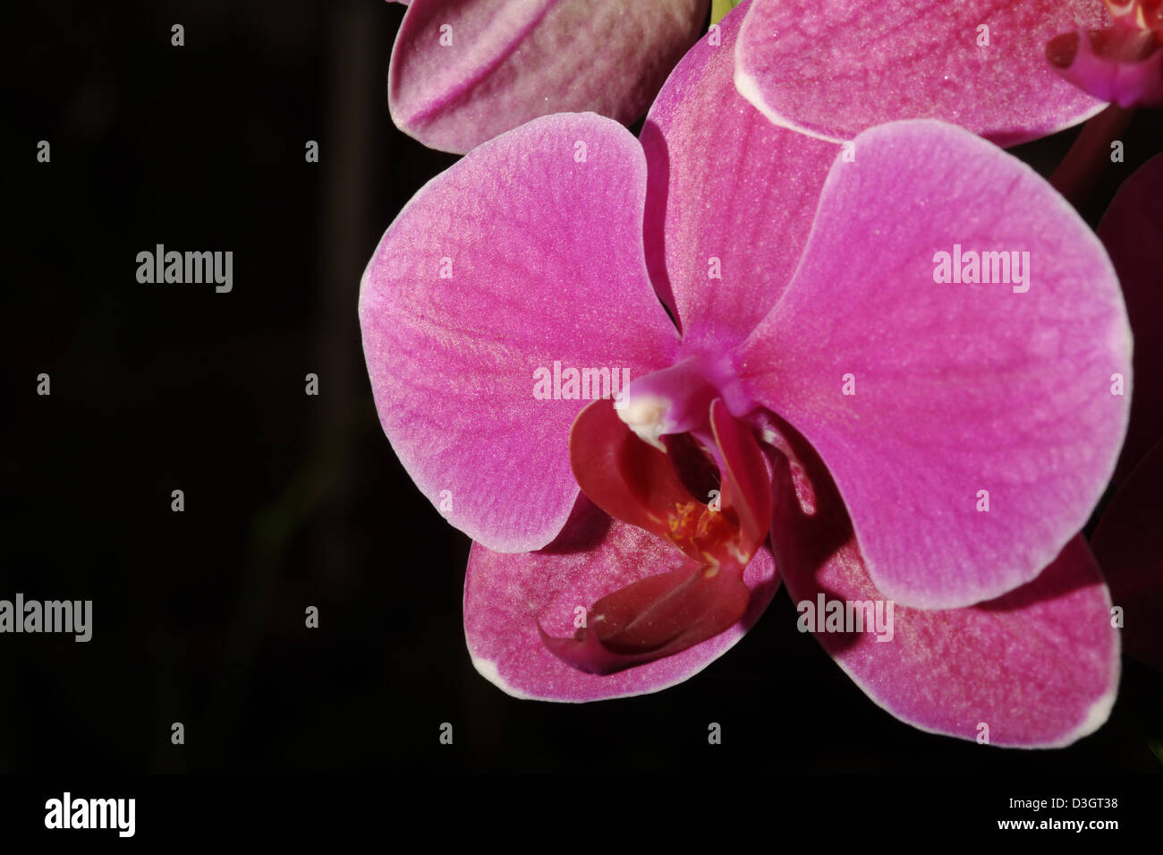 colorful orchid flowers Stock Photo - Alamy