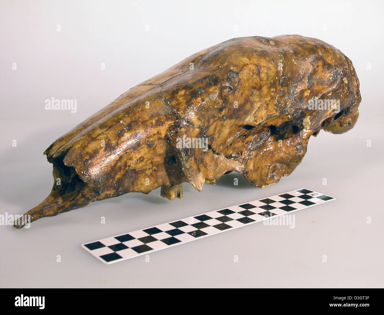 Megatheriidae hi-res stock photography and images - Alamy