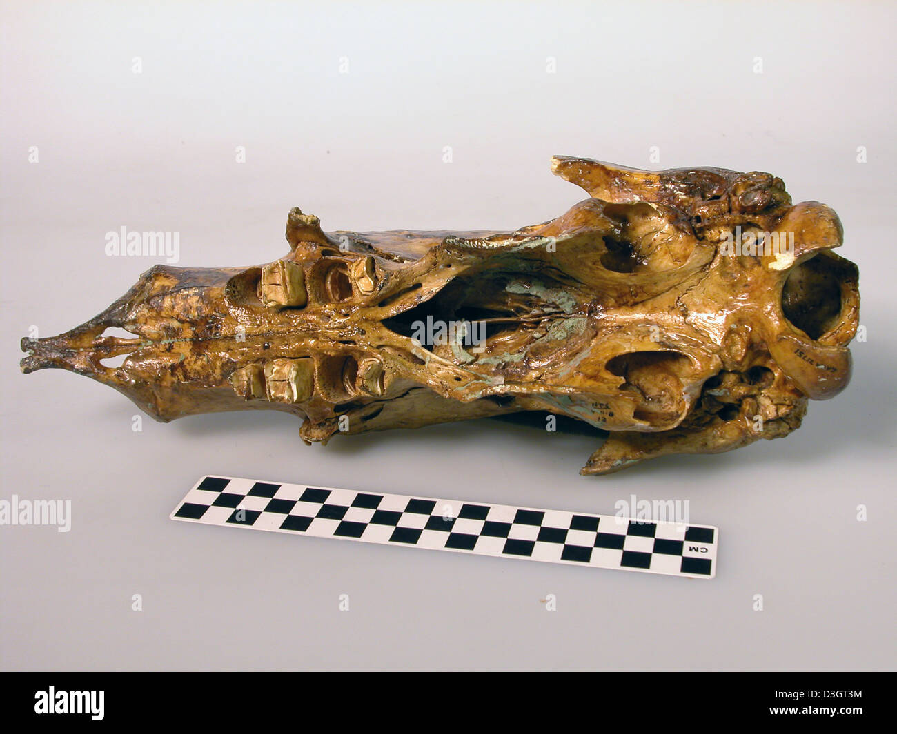 A sloth skull discovered in the Grand Canyon provides important ...