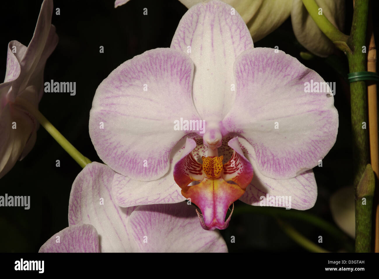 colorful orchid flowers Stock Photo - Alamy