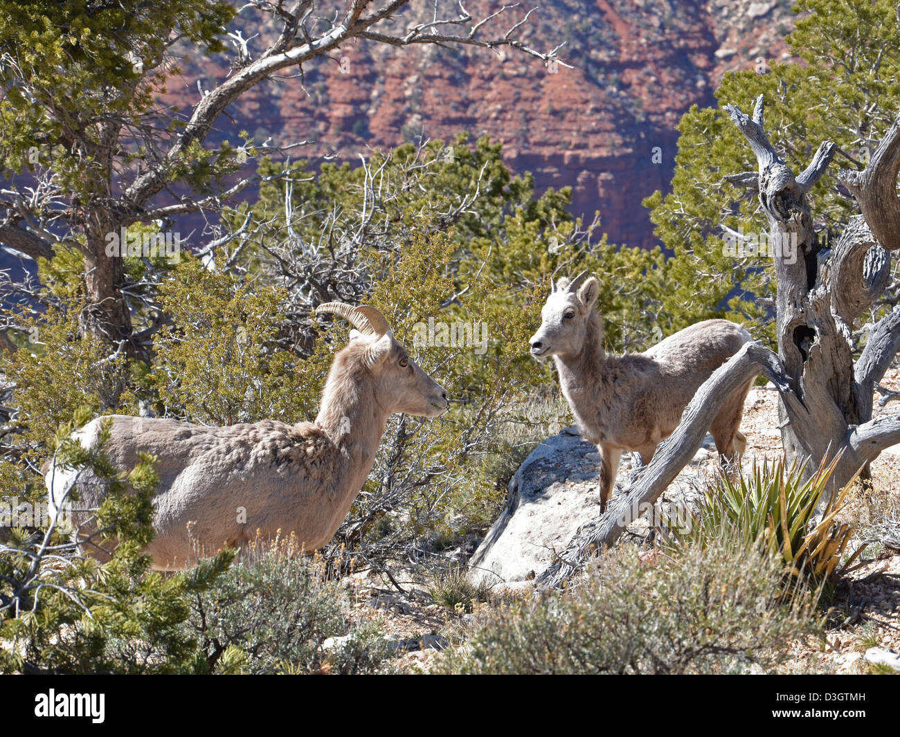 Desert Bighorn Sheep are a key species in the Grand Canyon ecosystem ...
