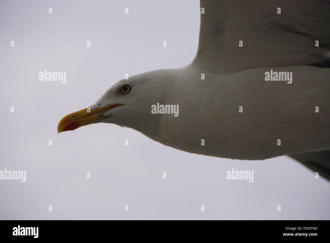 Witte meeuw hi-res stock photography and images - Alamy