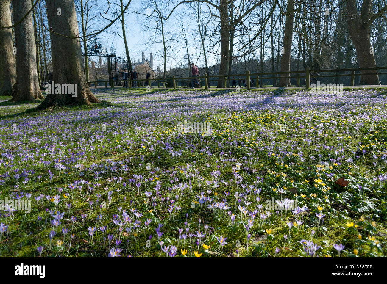 Cambridge, UK. 19th February 2013. Crocuses bloom in a spectacular ...