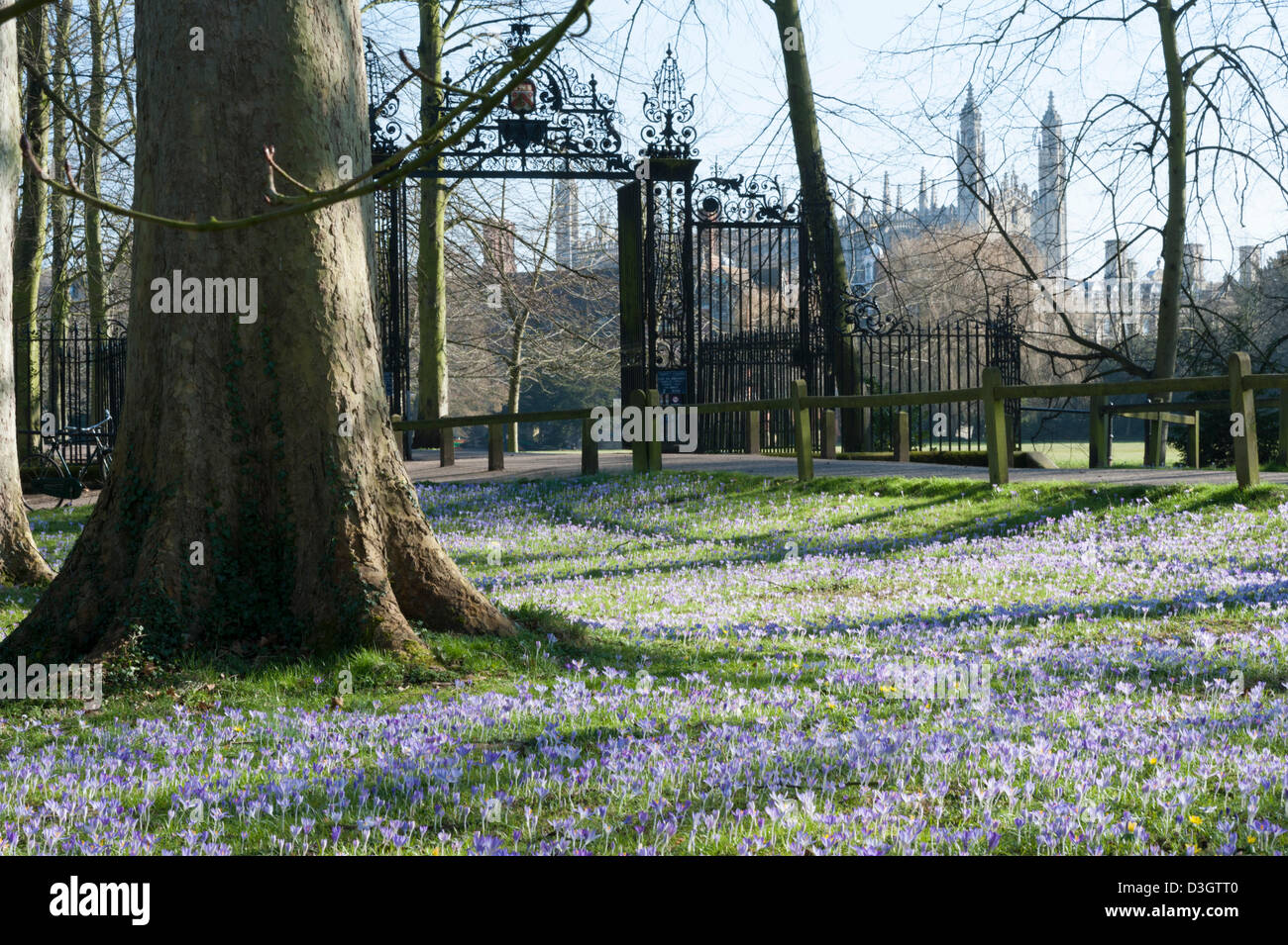 Cambridge, UK. 19th February 2013. Crocuses bloom in a spectacular ...