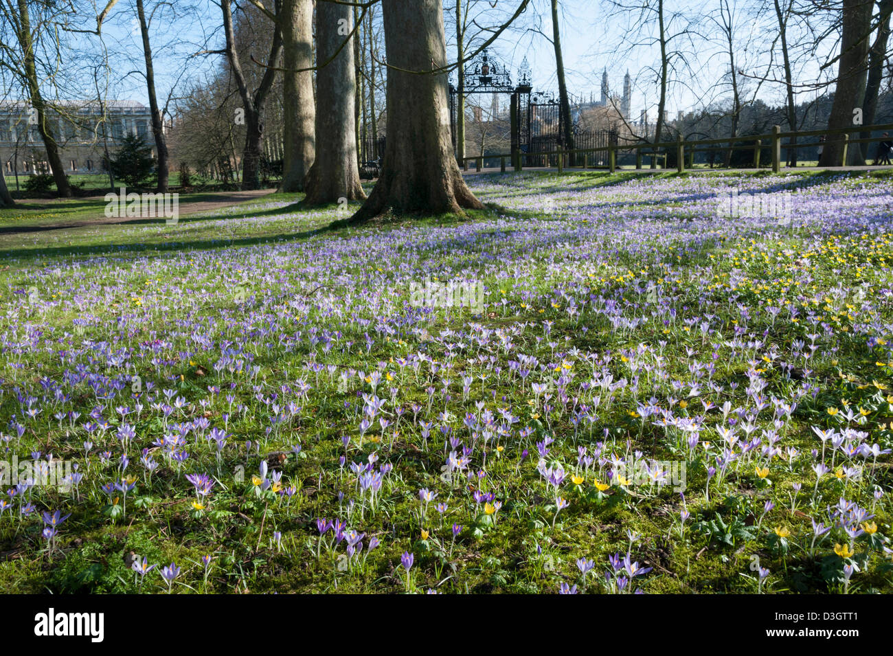 Cambridge, UK. 19th February 2013. Crocuses bloom in a spectacular ...