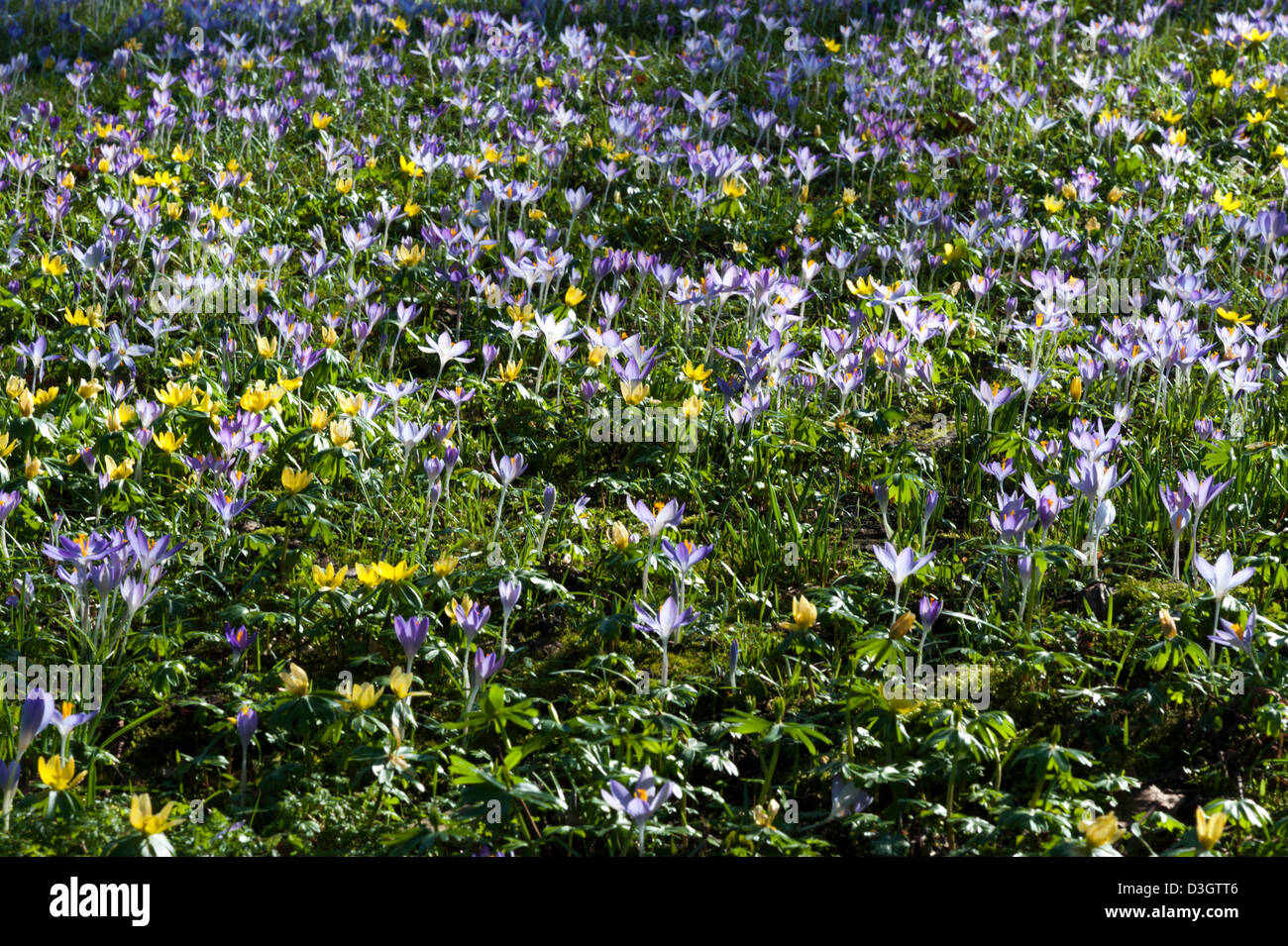 Crocuses in spring trinity college hi-res stock photography and images ...