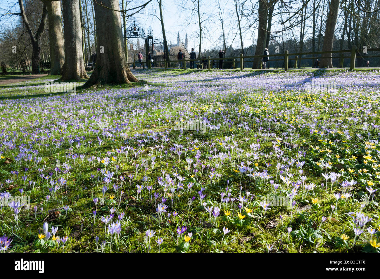Cambridge, UK. 19th February 2013. Crocuses bloom in a spectacular ...
