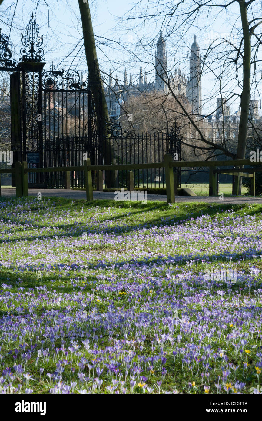 Crocuses in spring trinity college hi-res stock photography and images ...