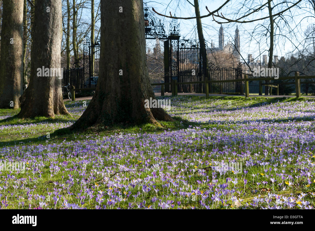 Crocuses in spring trinity college hi-res stock photography and images ...