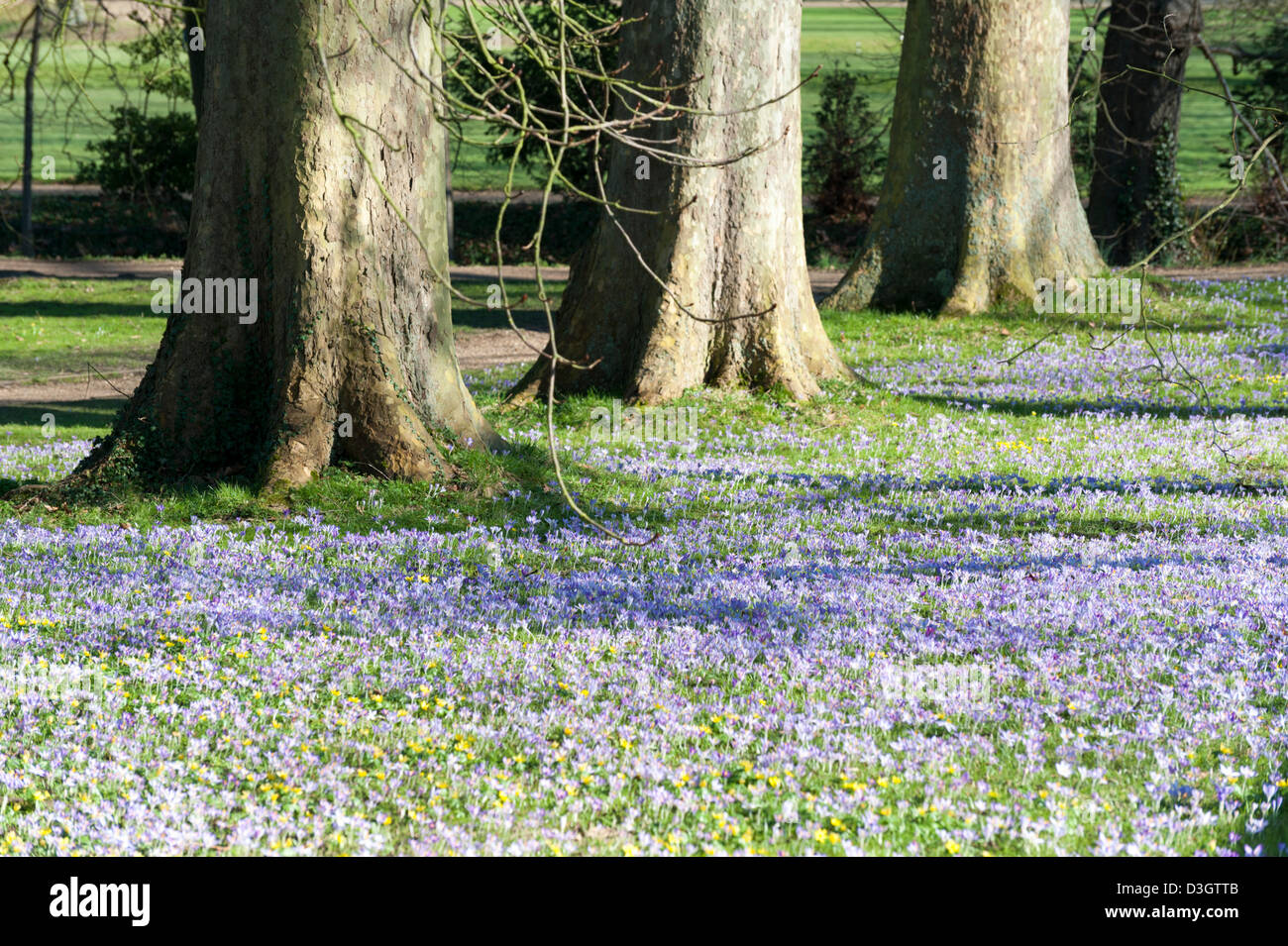 Brought you flowers hi-res stock photography and images - Alamy