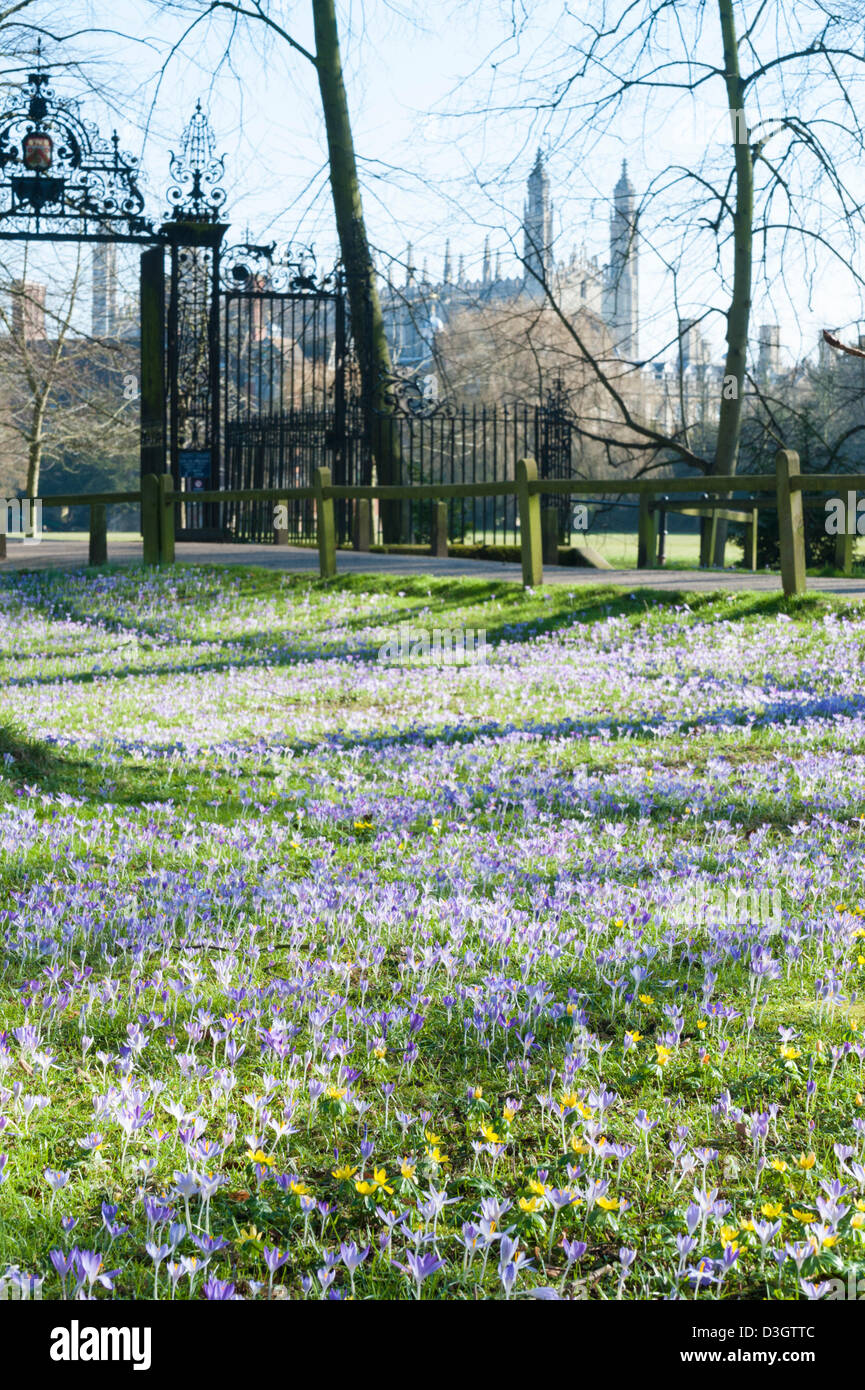 Crocuses in spring trinity college hi-res stock photography and images ...