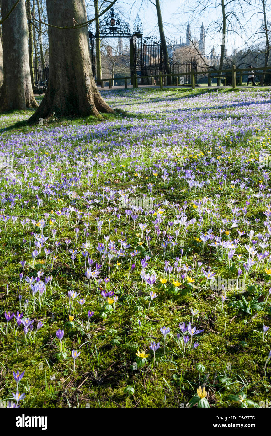 Crocuses in spring trinity college hi-res stock photography and images ...