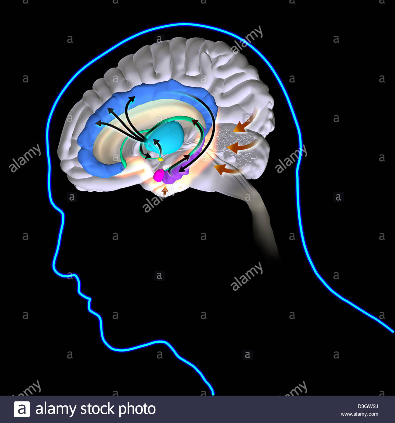 Limbic System Drawing Stock Photos & Limbic System Drawing Stock Images ...