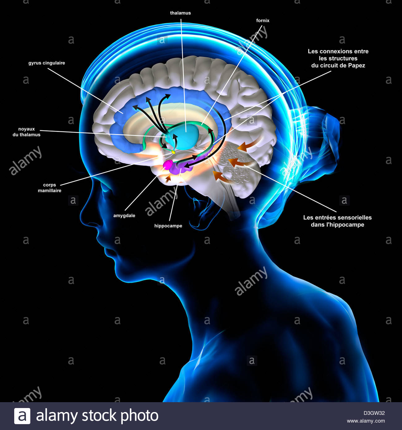 PAPEZ CIRCUIT Stock Photo, Royalty Free Image: 53845990 - Alamy