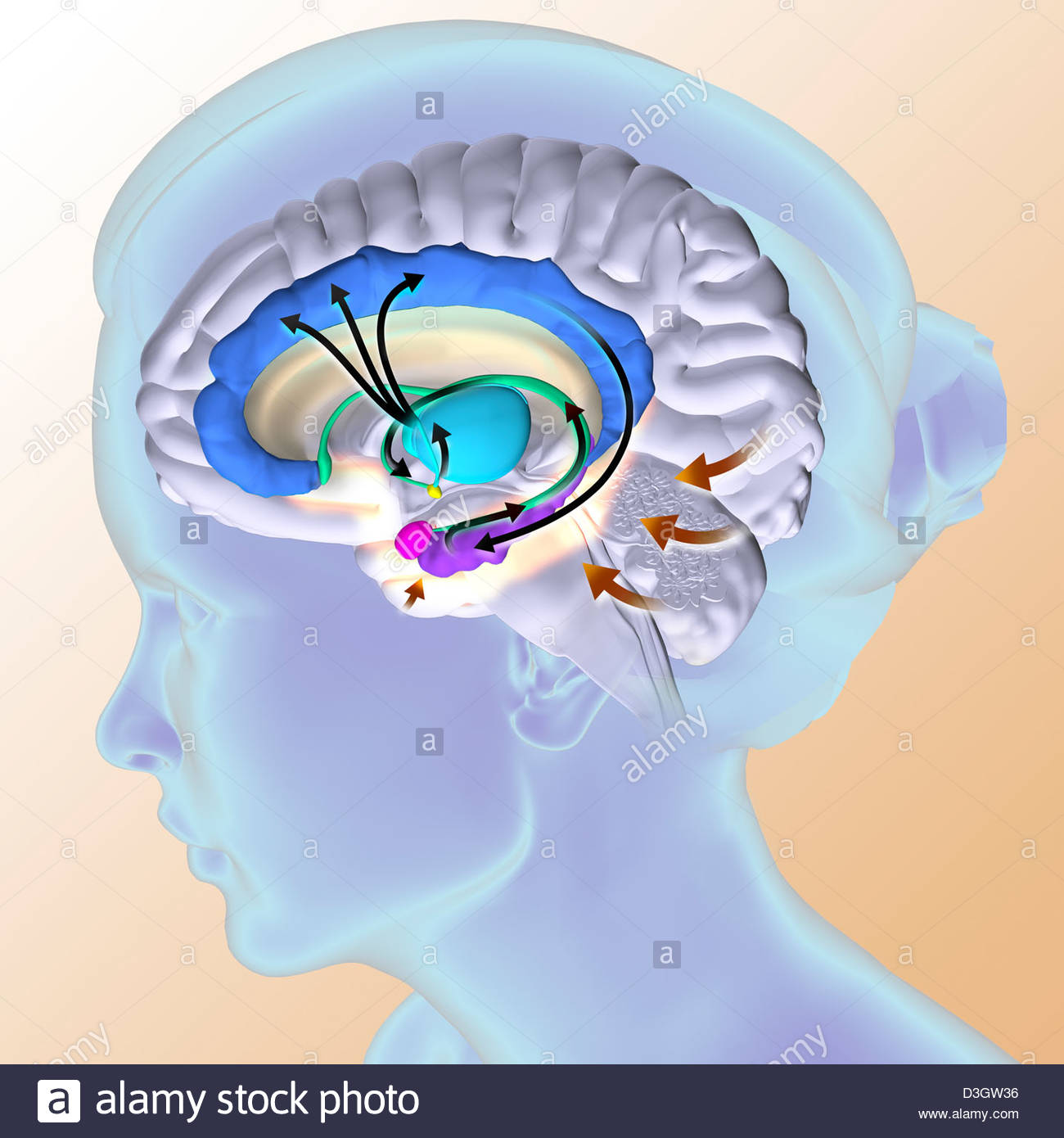 Mammillary Body Stock Photos & Mammillary Body Stock Images - Alamy