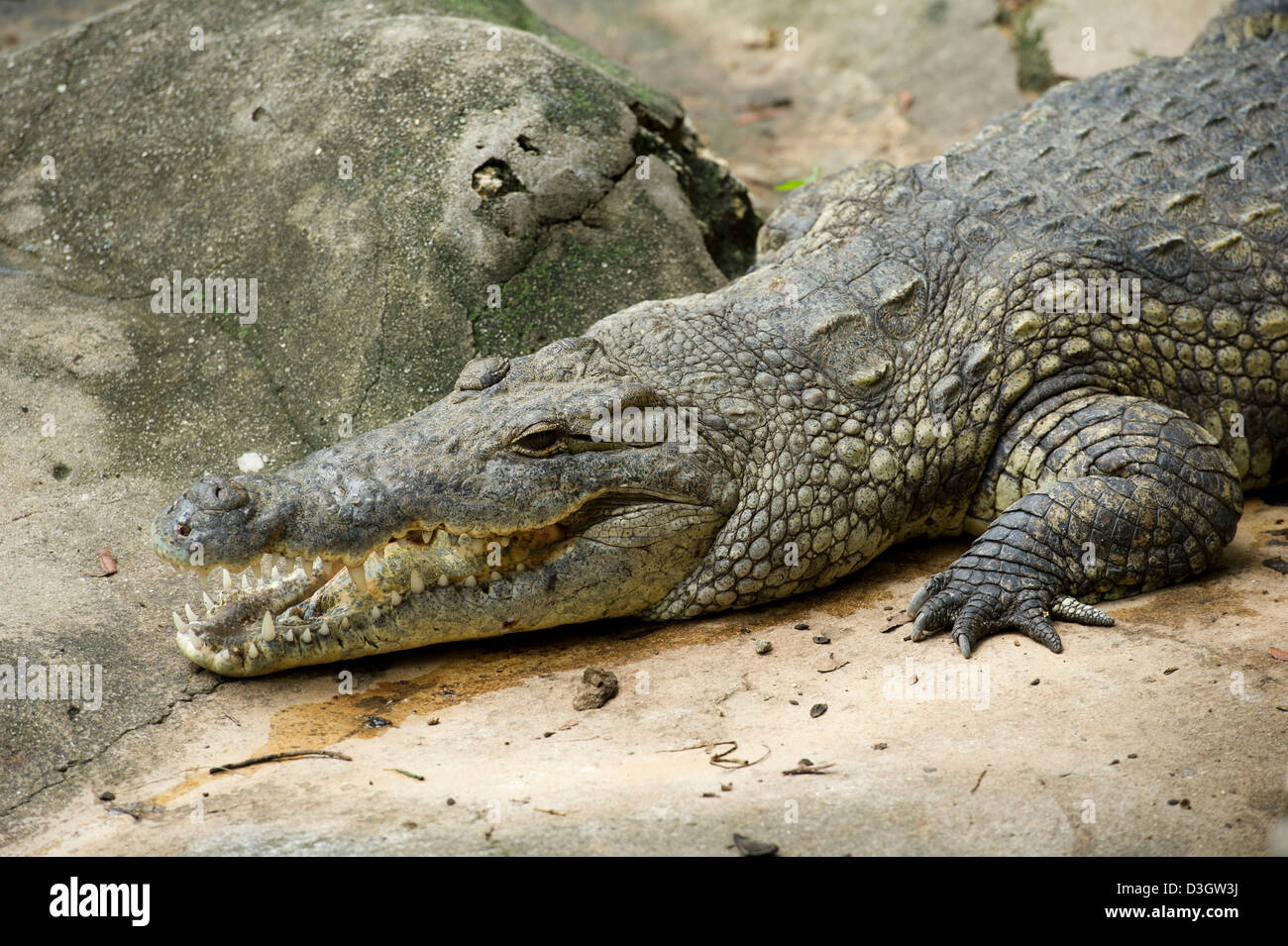 Nile crocodile, Mamba Village, Mombasa, Kenya Stock Photo - Alamy