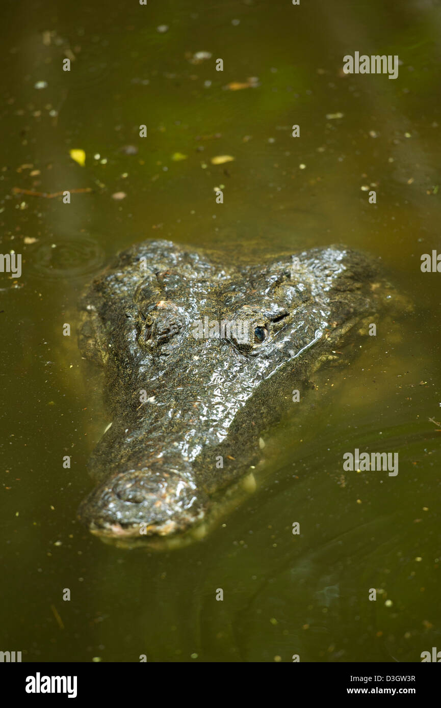 Nile crocodile, Mamba Village, Mombasa, Kenya Stock Photo - Alamy