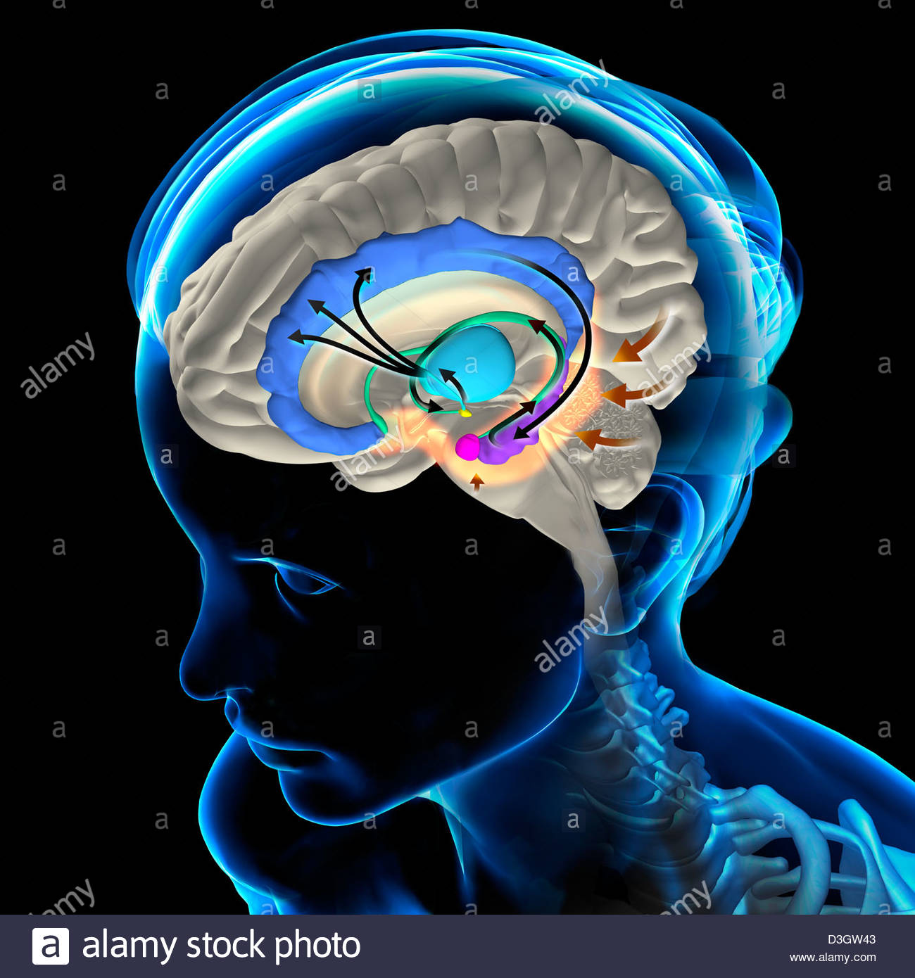 Mammillary Body Stock Photos & Mammillary Body Stock Images - Alamy