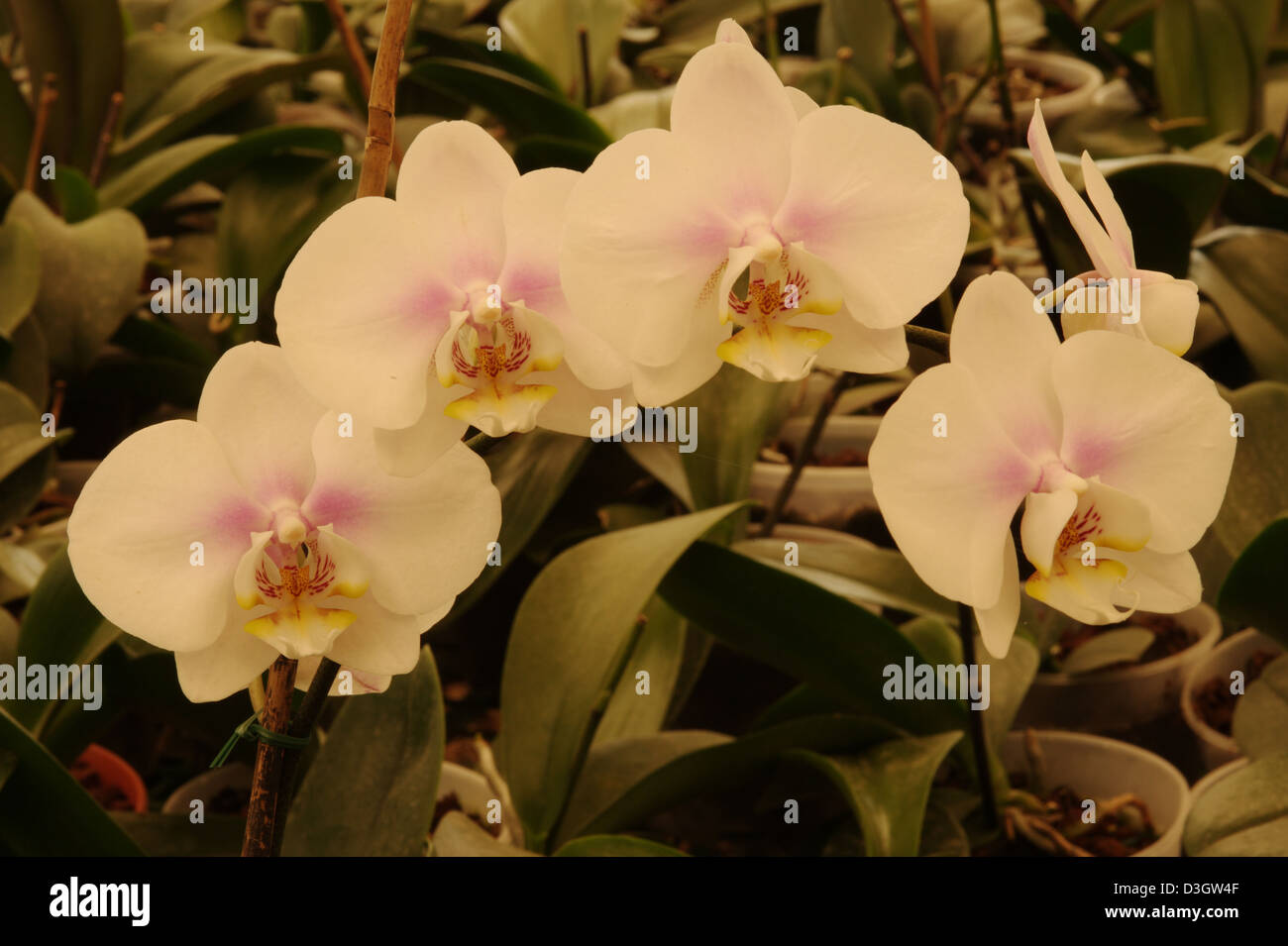 colorful orchid flowers Stock Photo - Alamy