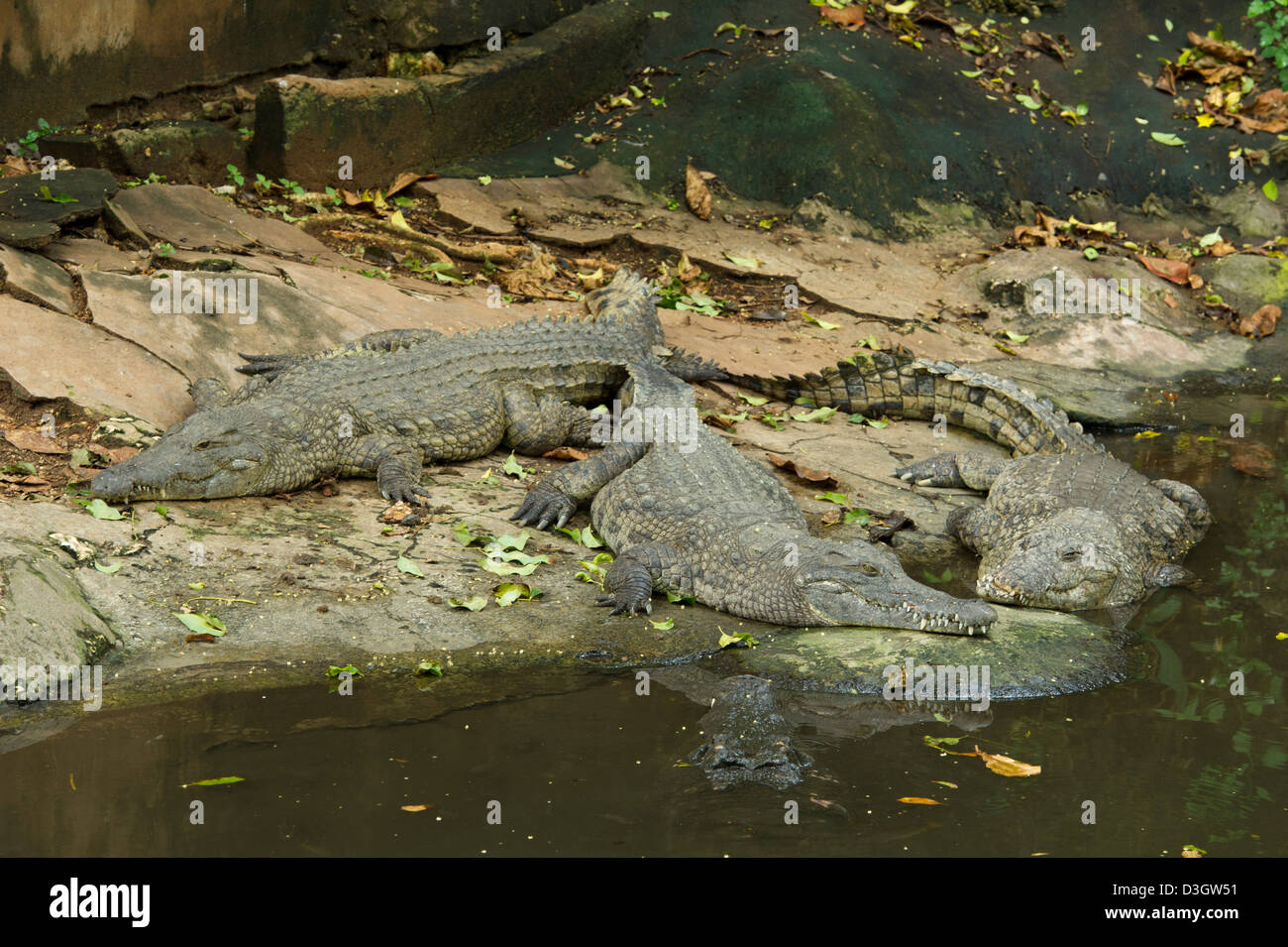 Nile crocodiles, Mamba Village crocodile farm, Mombasa, Kenya Stock ...