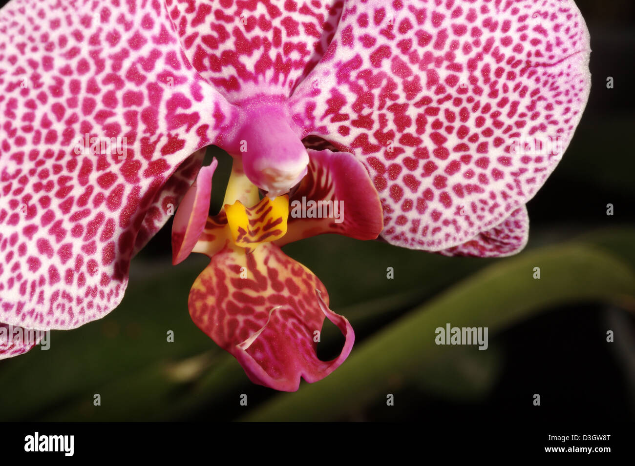 colorful orchid flowers Stock Photo - Alamy