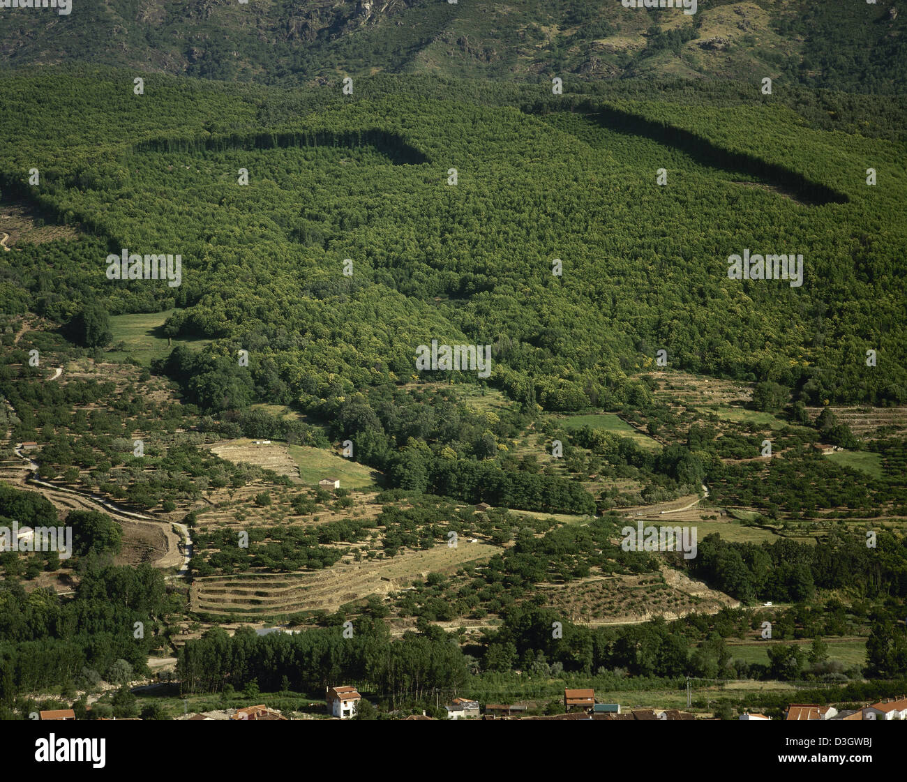 Reforestation. Jerte Valley. Extremadura. Spain Stock Photo - Alamy
