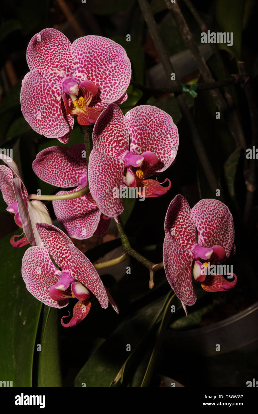 colorful orchid flowers Stock Photo - Alamy