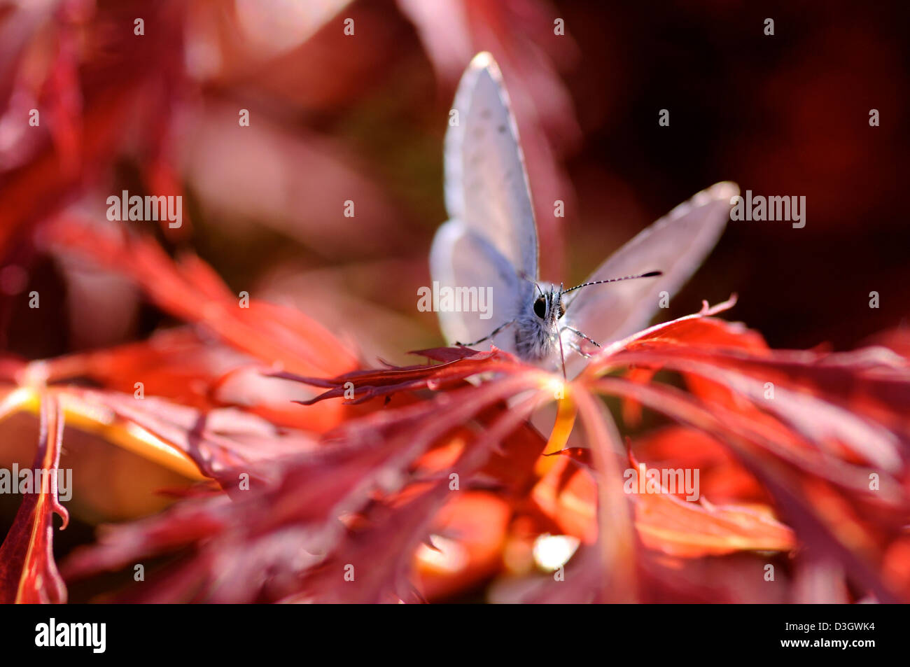 Small Blue Butterfly,Cupido Minimus, on Acer tree in Hampshire UK Stock ...