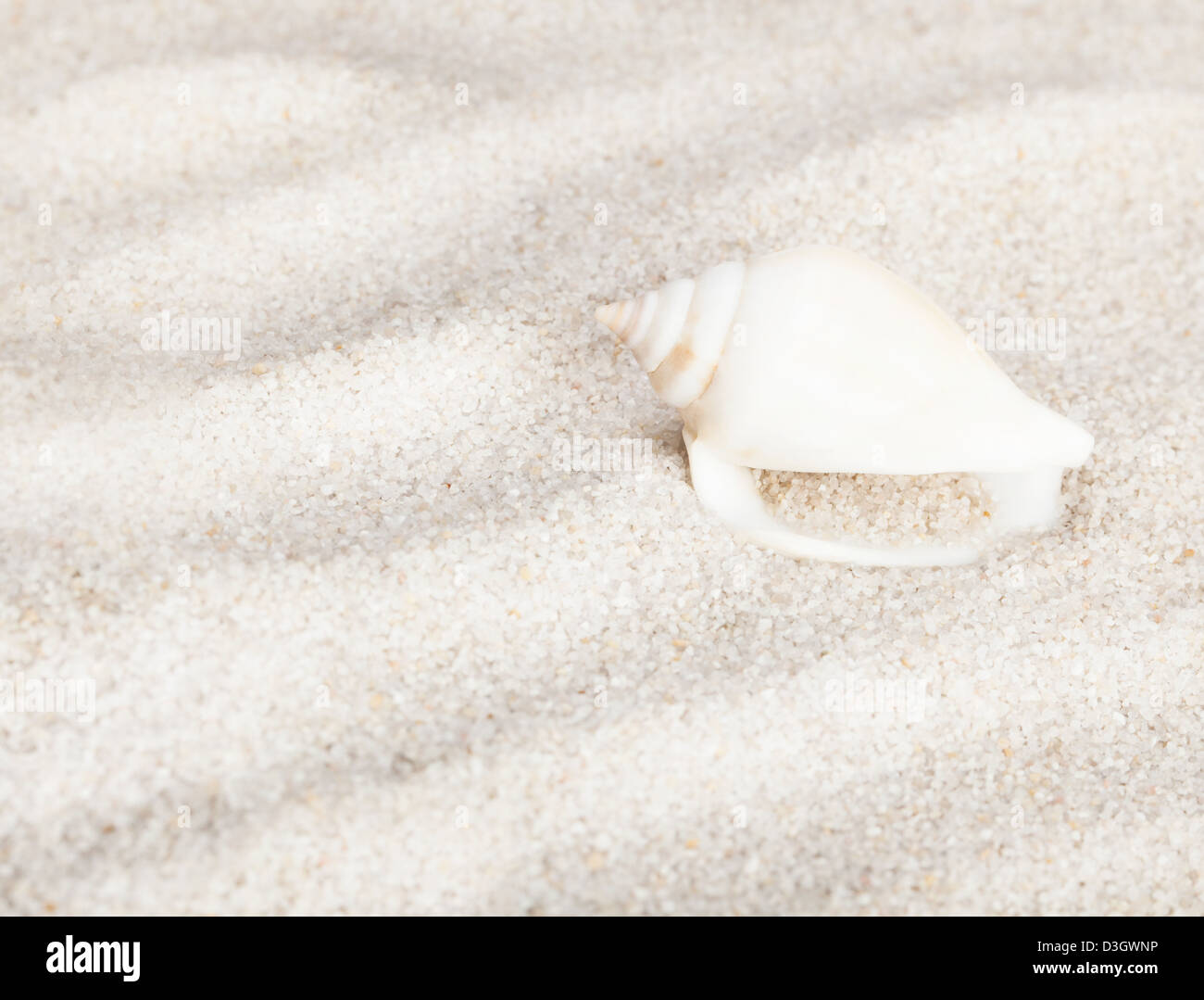 Seashell on beach Stock Photo - Alamy