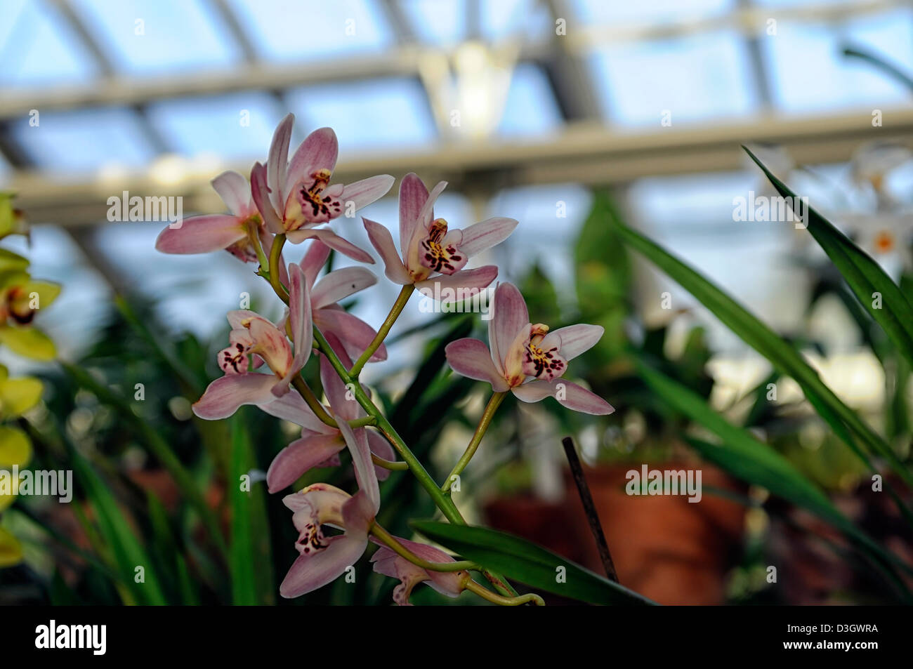 Cymbidium swan lake flower spike inflorescence bloom blossom exotic ...