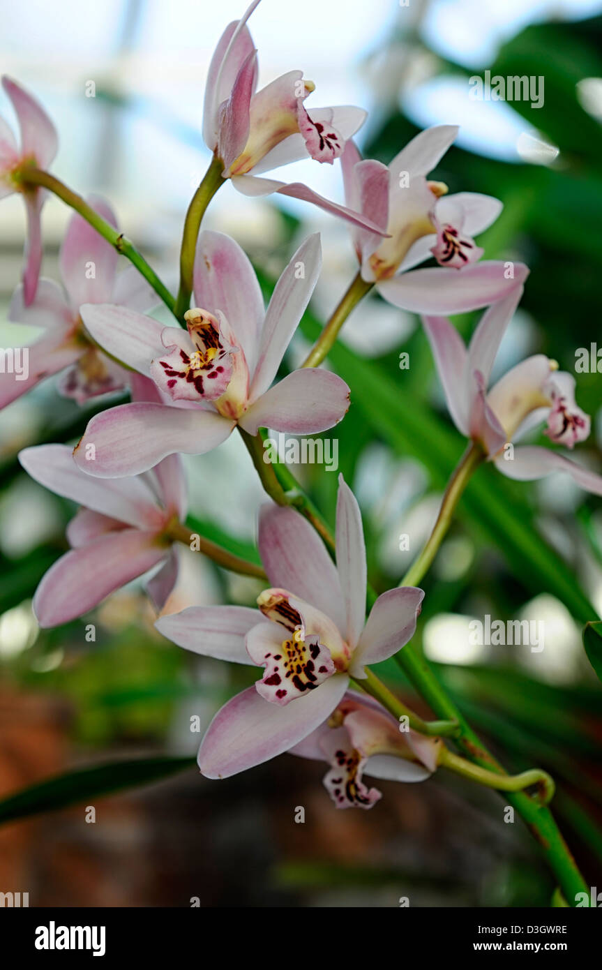 Spike inflorescence hi-res stock photography and images - Alamy