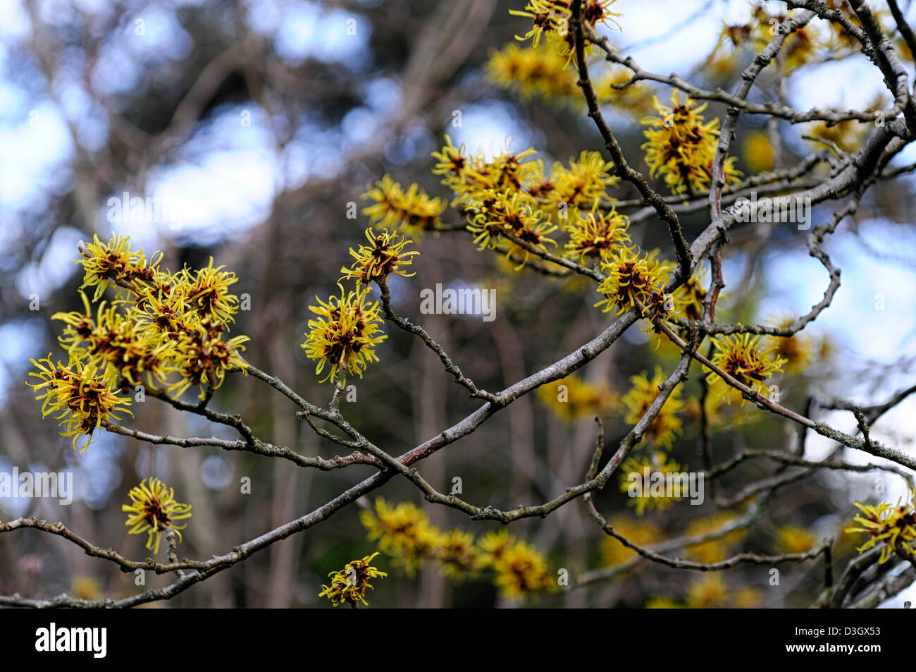 hamamelis mollis chinese witch hazel january winter yellow hazels ...