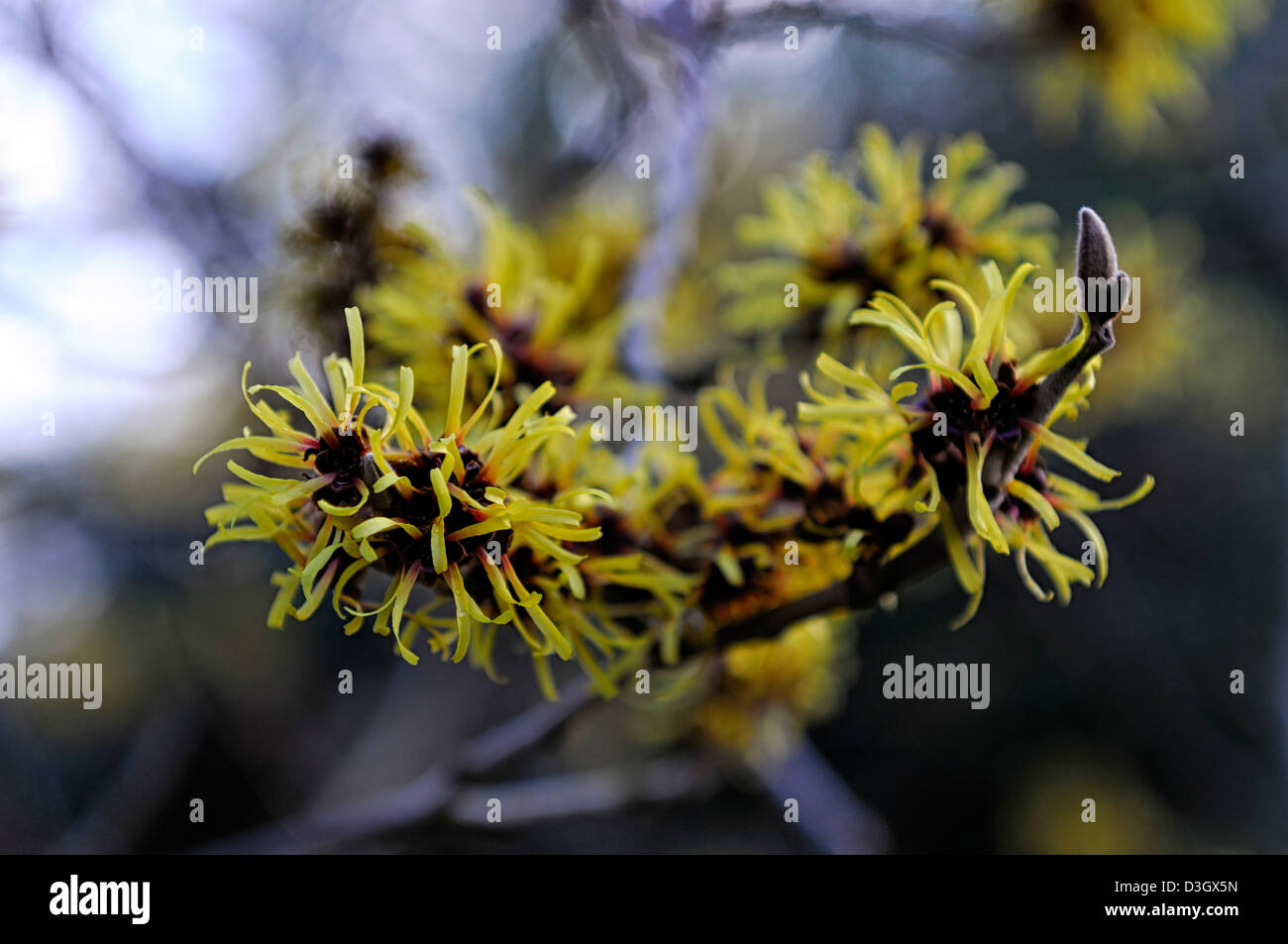 hamamelis mollis chinese witch hazel january winter yellow hazels ...