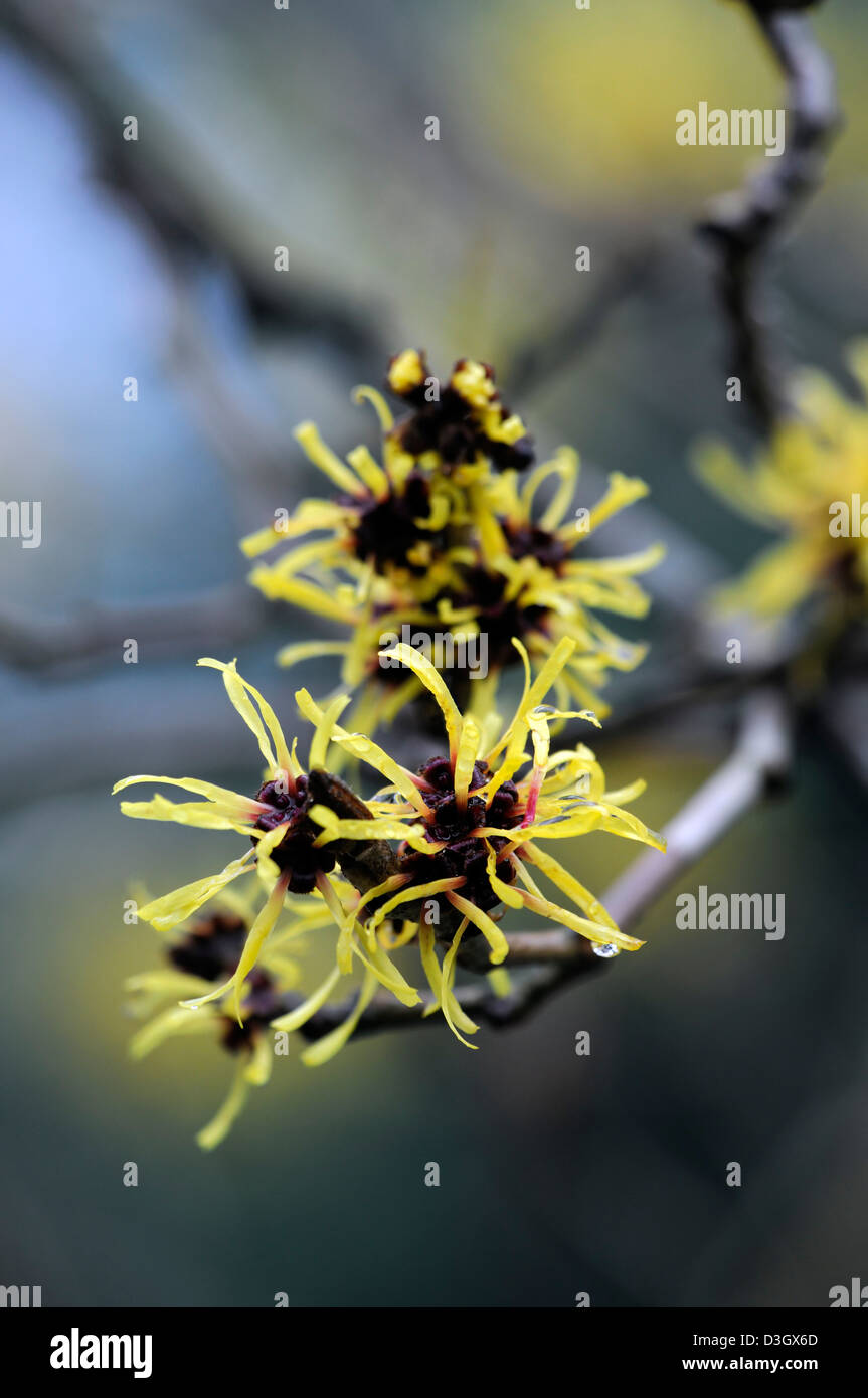 hamamelis mollis chinese witch hazel january winter yellow hazels ...