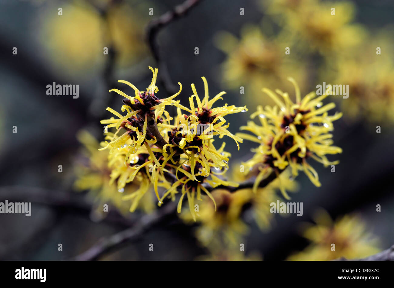 Chinese portraits hi-res stock photography and images - Alamy