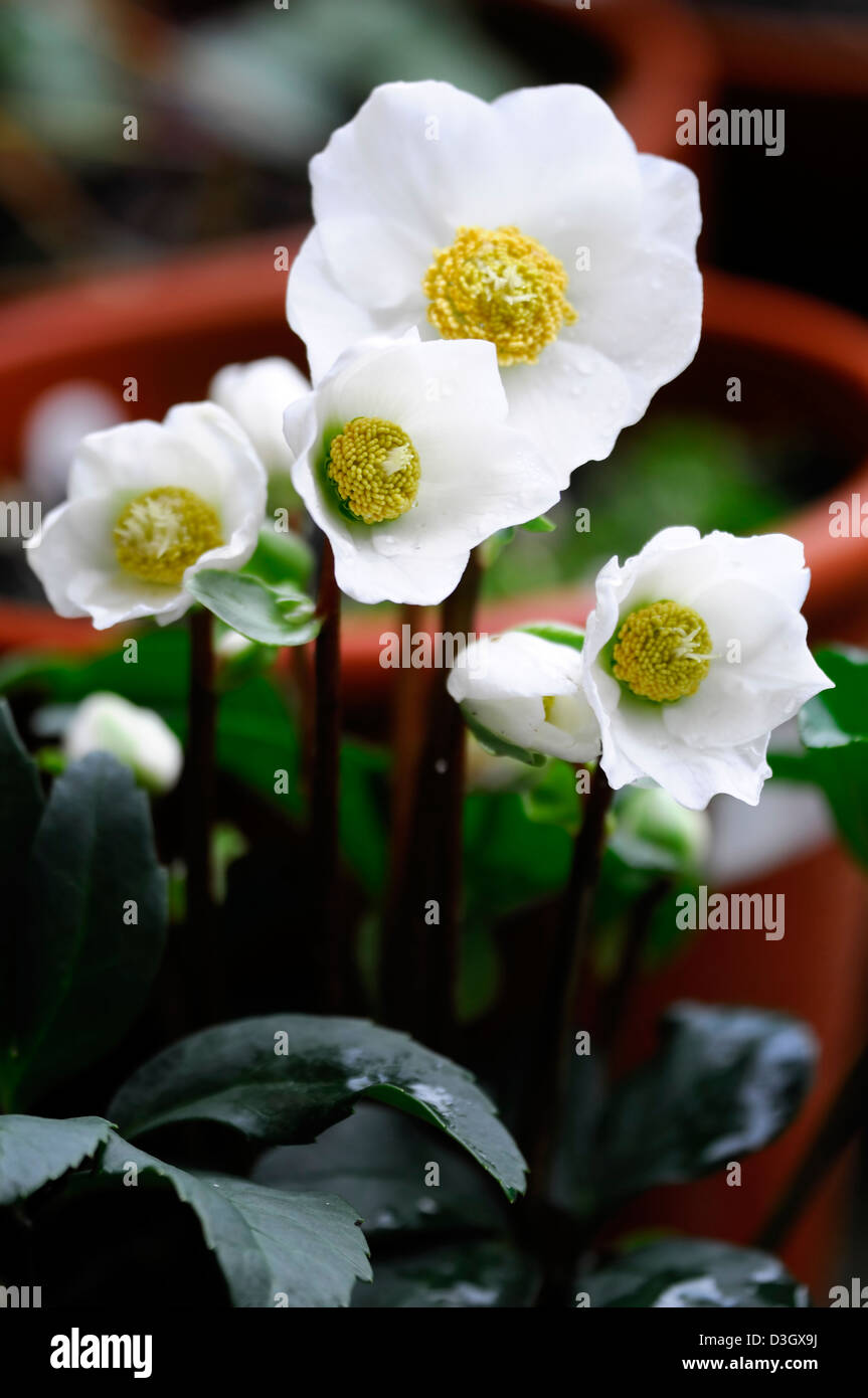 Hellebores niger christmas carol hi-res stock photography and images ...