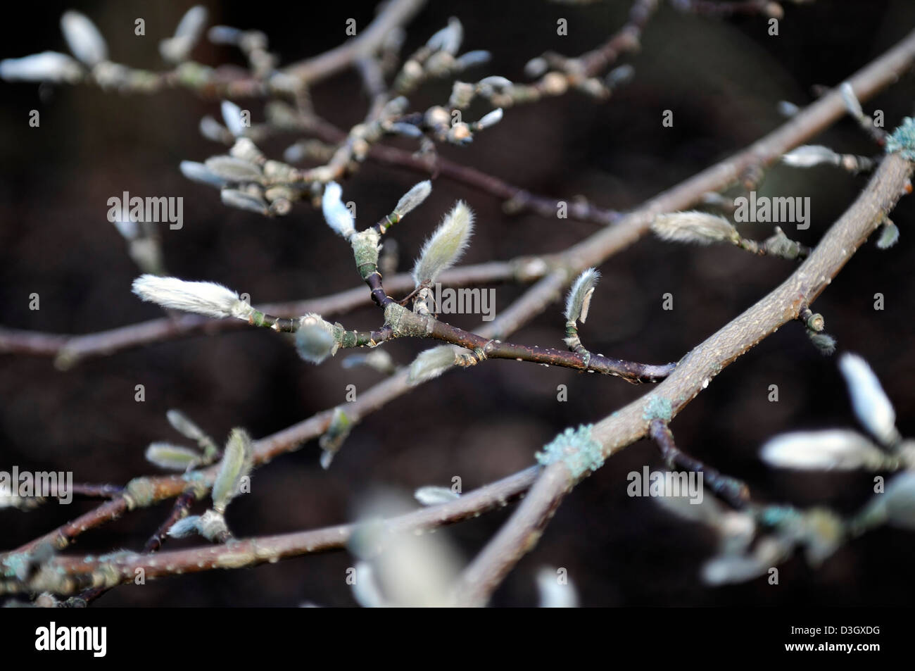 magnolia kobus flower buds unopened bare branches early spring ...