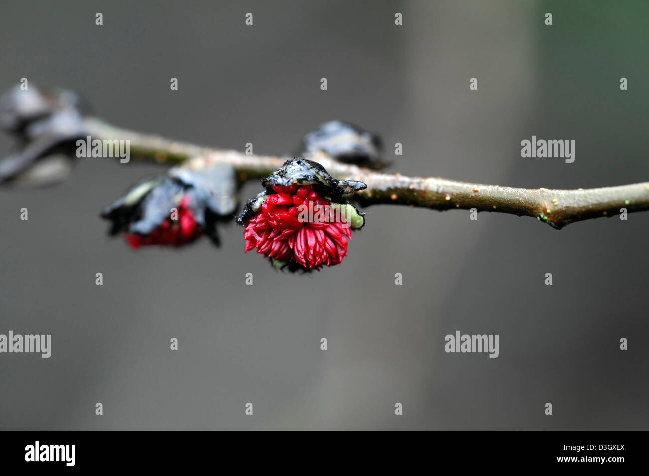 parrotia persica persian ironwood early spring flowering flowers small ...