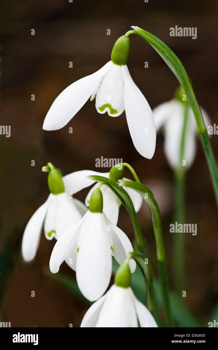 Hanging snowdrop flower hi-res stock photography and images - Alamy