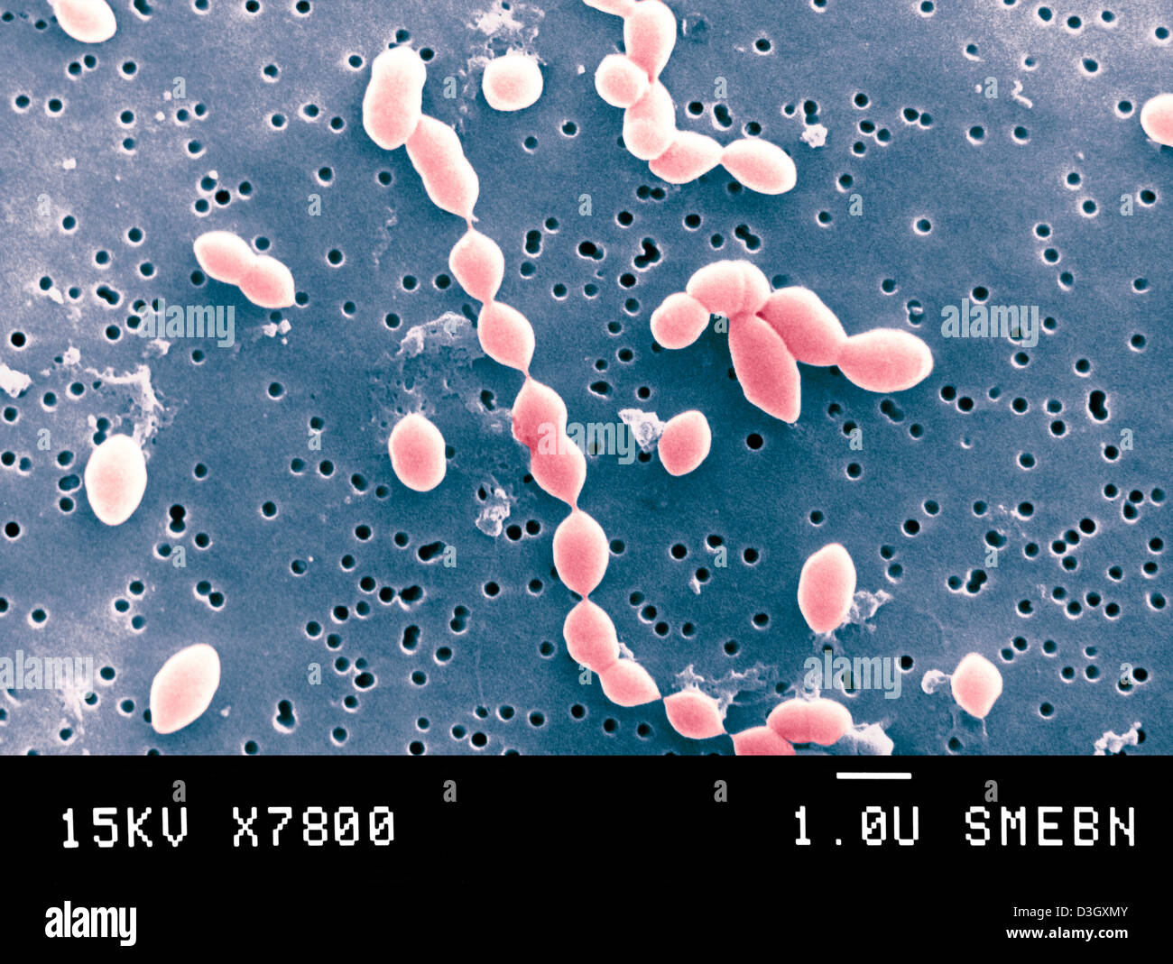 Pneumococcus Bacteria Stock Photos & Pneumococcus Bacteria Stock Images ...