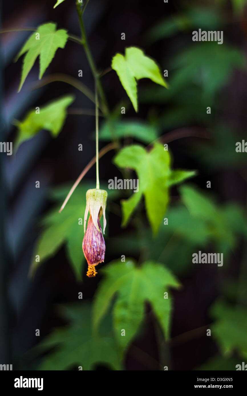 Fascinating flower hi-res stock photography and images - Alamy